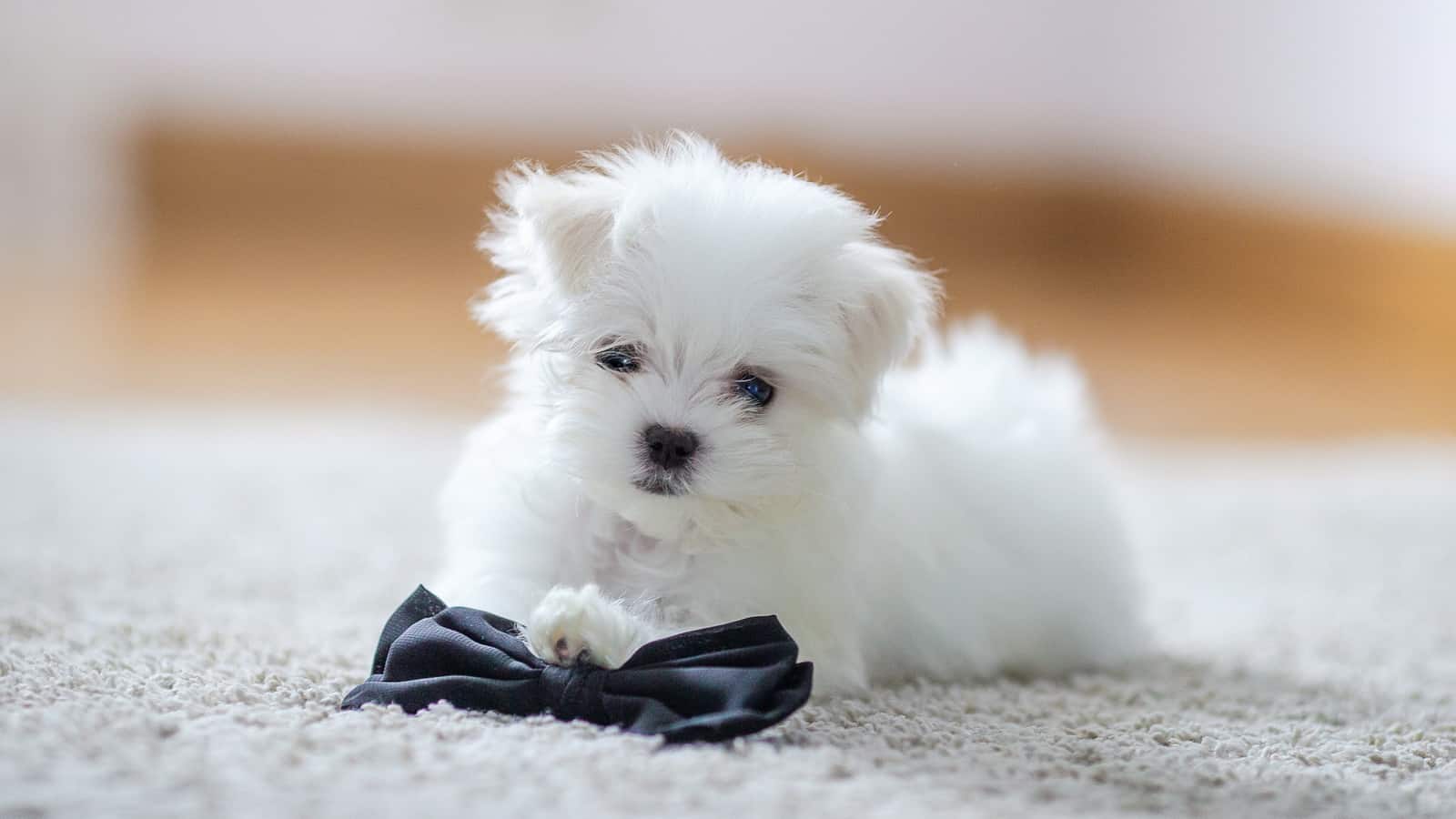 Malteser - Hunderasse / Infos zu dieser Rasse | tierpuls