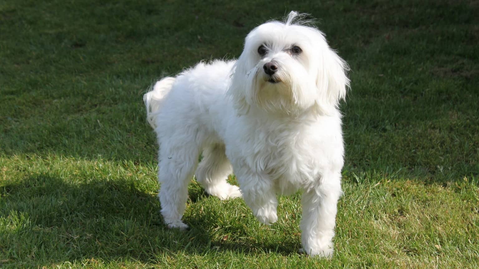 Malteser - Hunderasse / Infos zu dieser Rasse | tierpuls