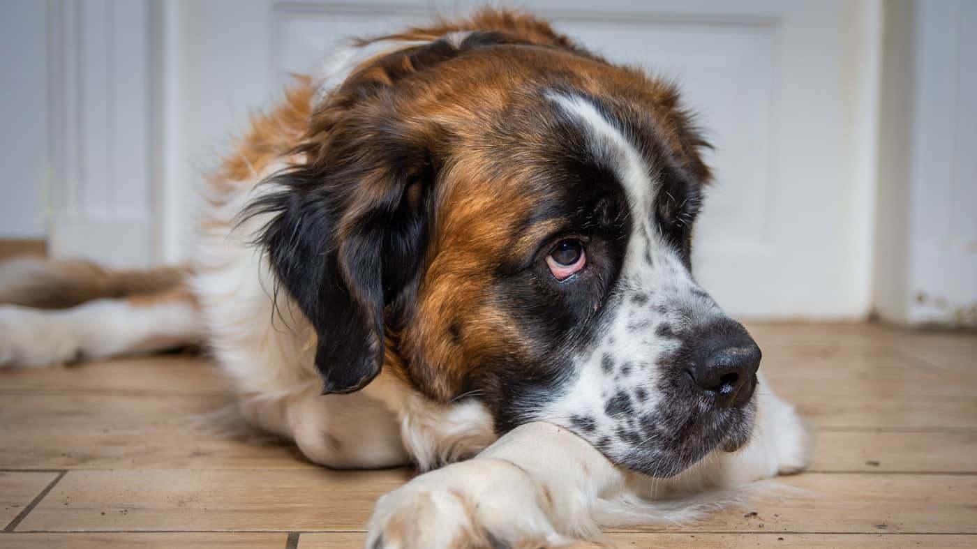 Bernhardiner - Hunderasse / Infos zu dieser Rasse | tierpuls