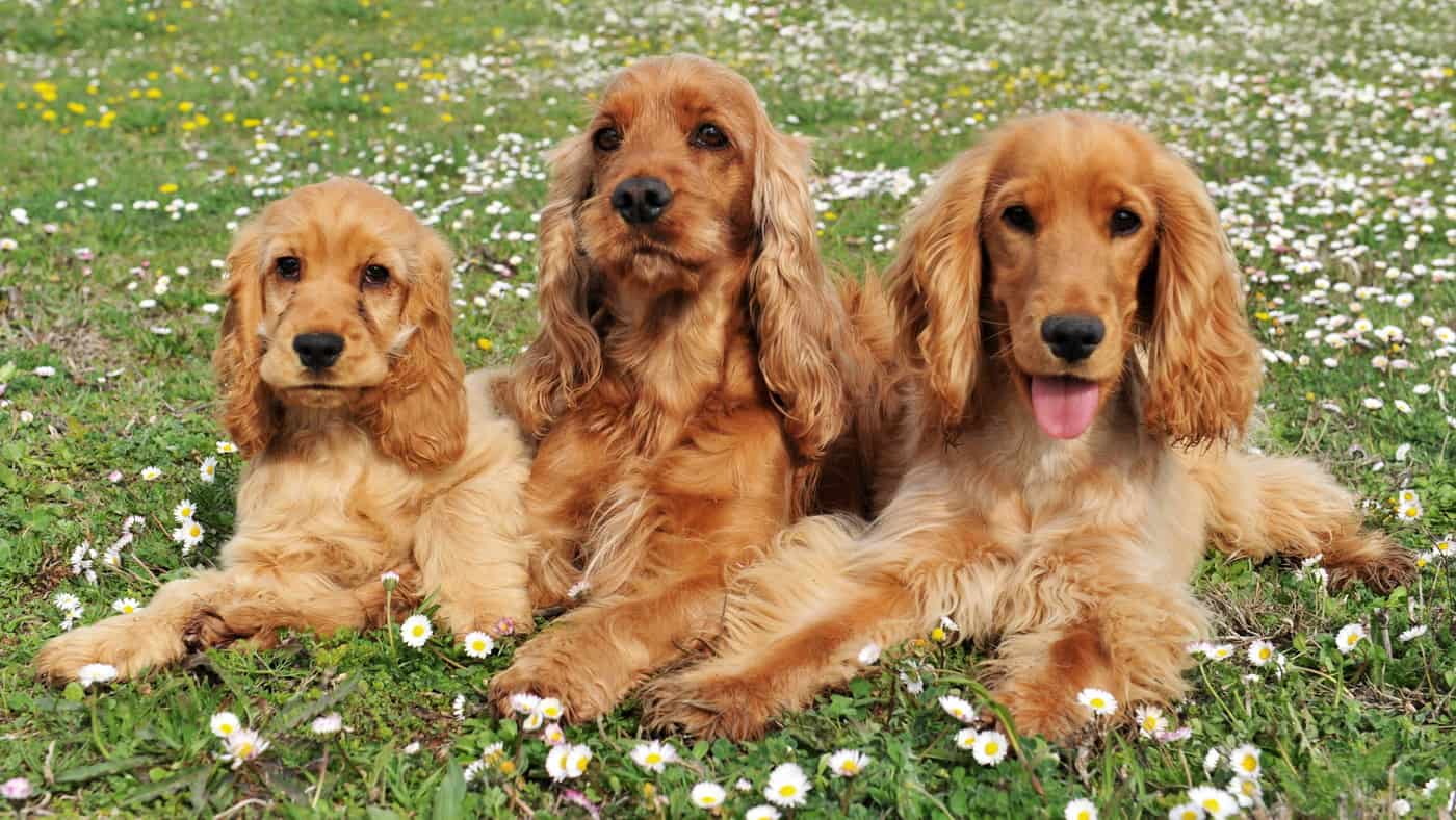 Cocker Spaniel - Hunderasse / Infos zur Rasse | tierpuls
