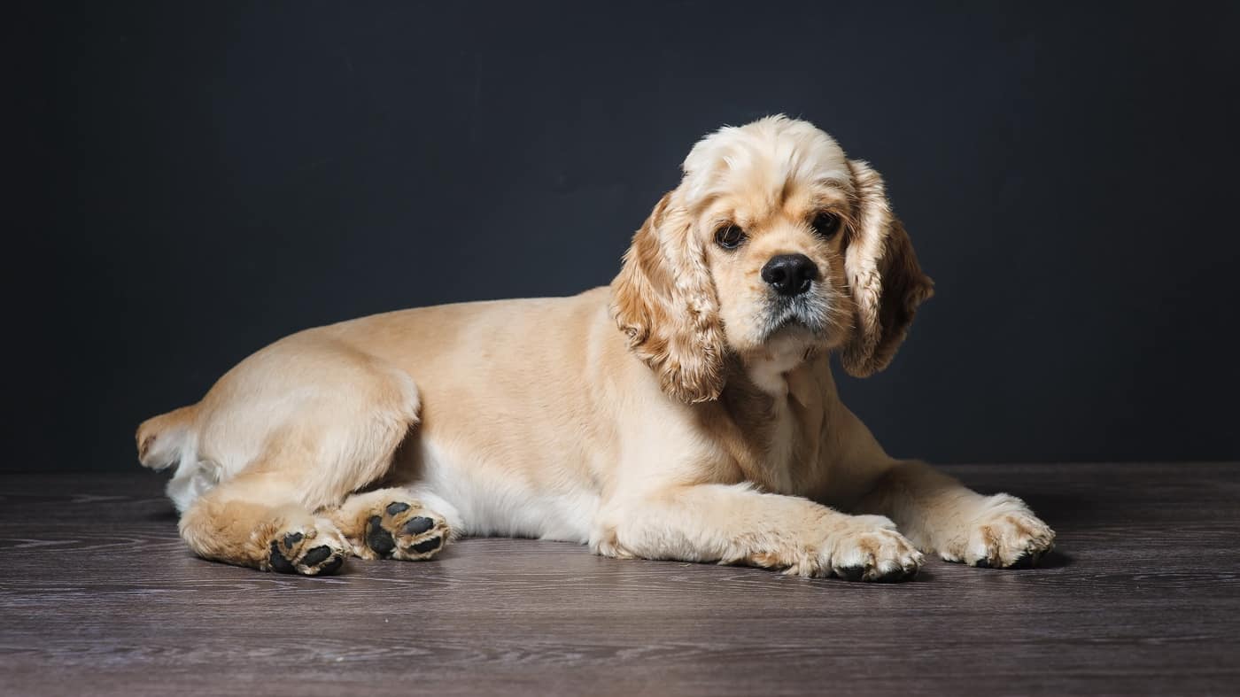 Cocker Spaniel - Hunderasse / Infos zur Rasse | tierpuls
